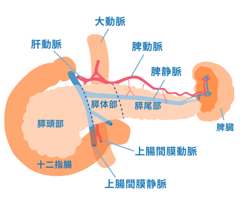 膵臓（すいぞう）がんとは？検査の種類・費用、早期発見のためできること
